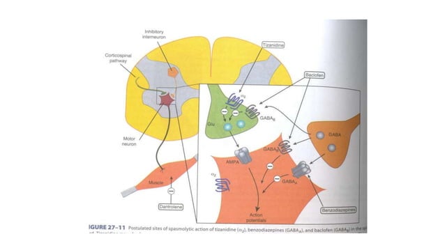 Skeletal muscle relaxants & Spasmolytics dr abdul azeem | PPTX