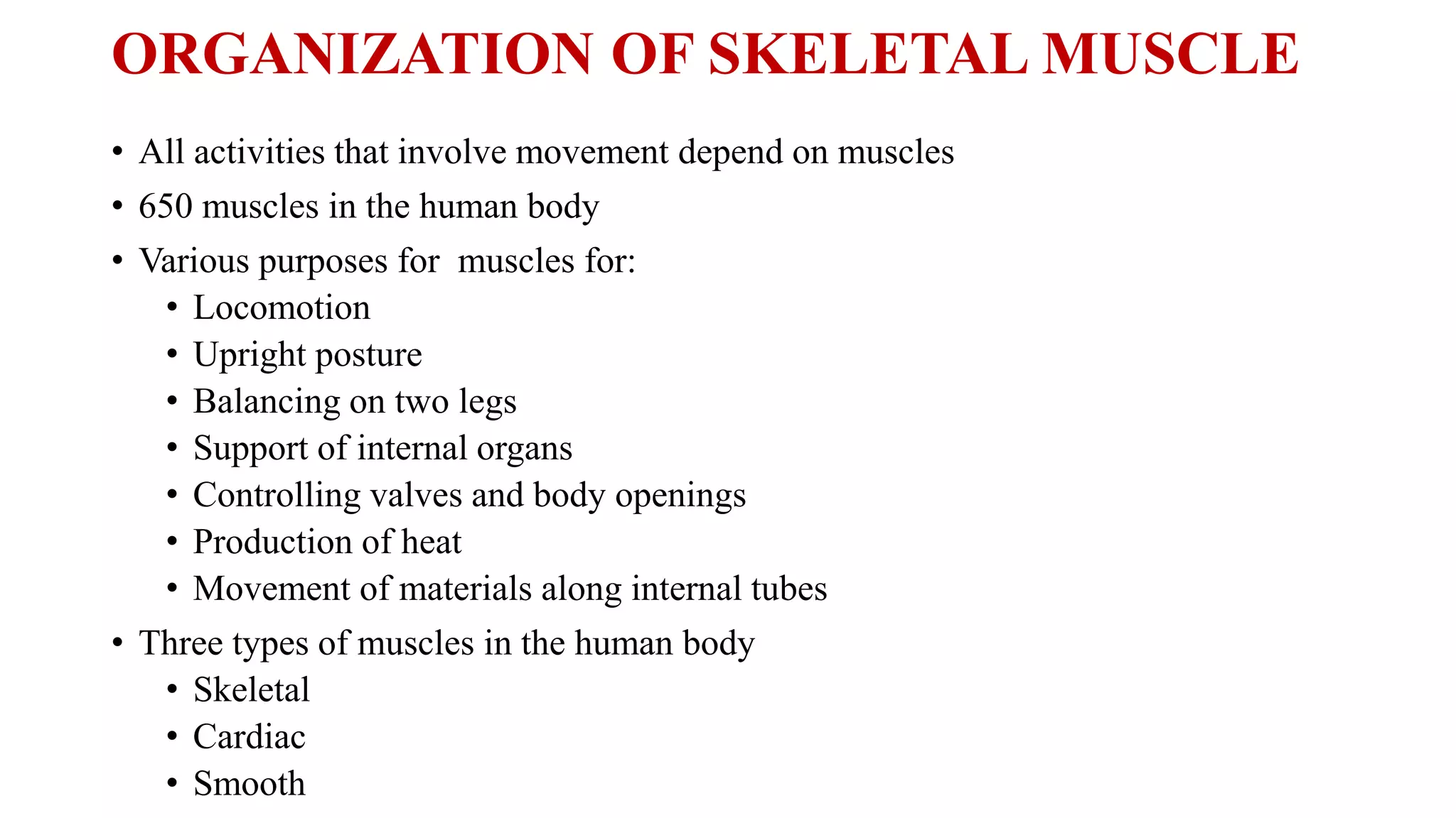 Skeletal muscles | PPTX