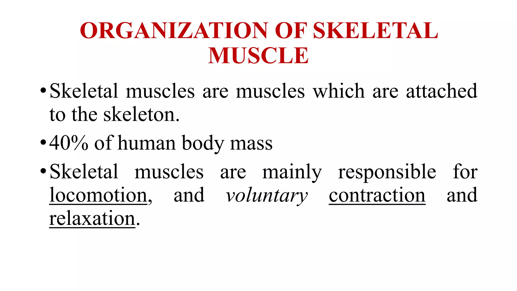 Skeletal muscles | PPTX