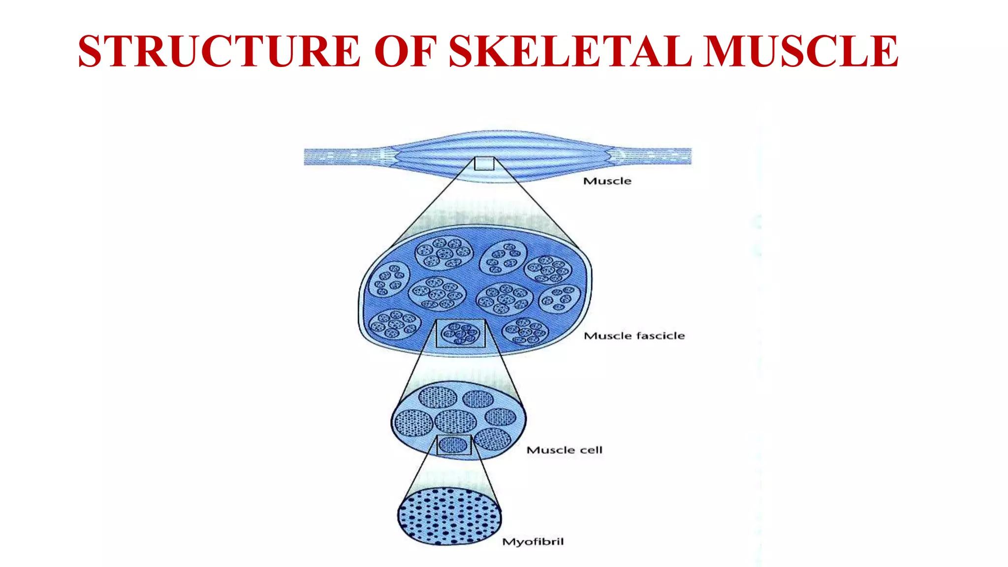 Skeletal muscles | PPTX
