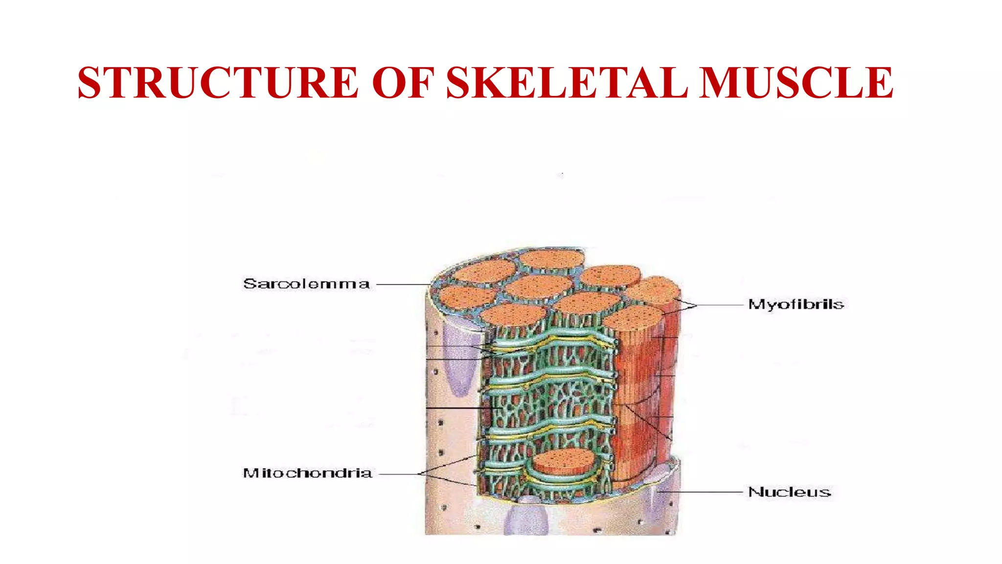 Skeletal muscles | PPTX