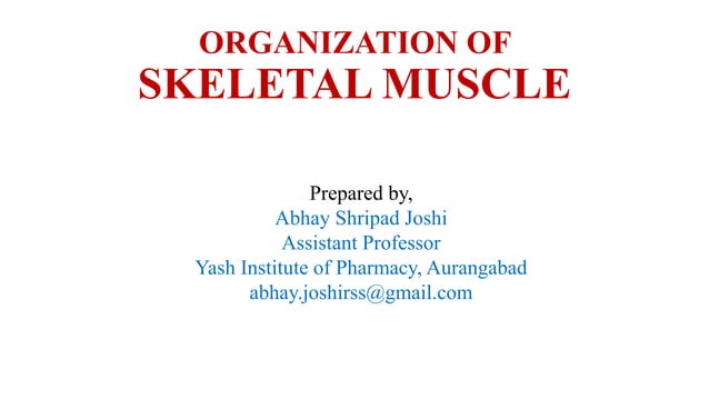 Skeletal muscles | PPTX | Biological Sciences | Science
