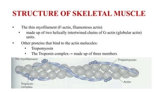 Skeletal muscles | PPTX