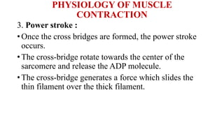 Skeletal muscles | PPTX
