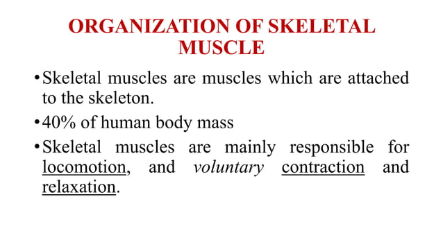 Skeletal muscles | PPTX | Biological Sciences | Science