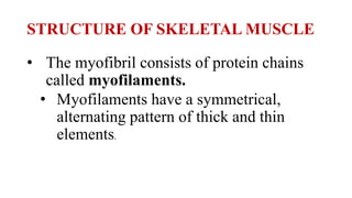 Skeletal muscles | PPTX
