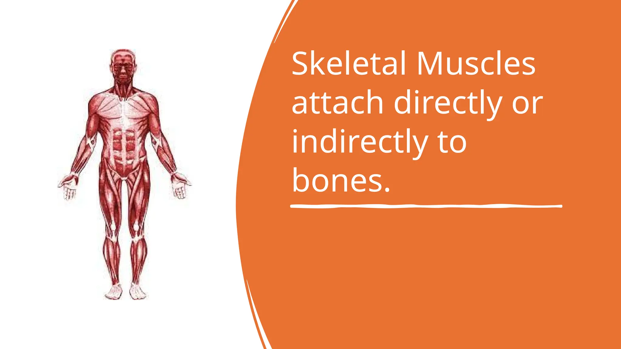 Skeletal Muscles- Physical Education 1 BEED | PPTX