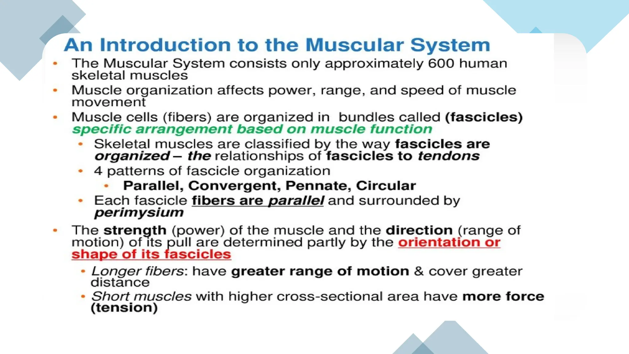 Skeletal Muscles- Physical Education 1 BEED | PPTX