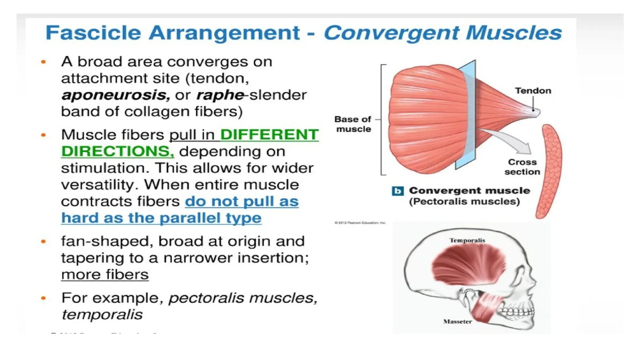 Skeletal Muscles- Physical Education 1 BEED | PPTX