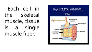 Skeletal Muscles- Physical Education 1 BEED | PPTX