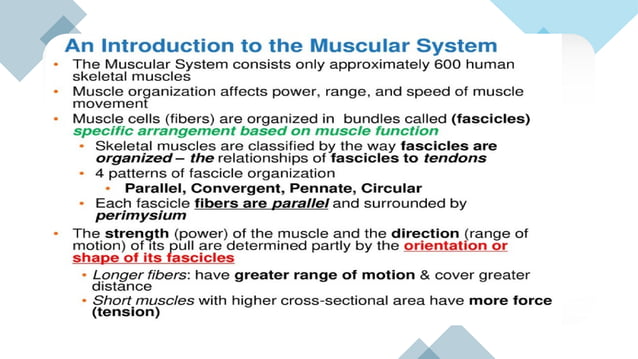 Skeletal Muscles- Physical Education 1 BEED | PPTX