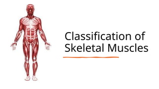 Skeletal Muscles- Physical Education 1 BEED | PPTX