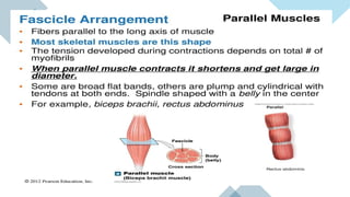 Skeletal Muscles- Physical Education 1 BEED | PPTX