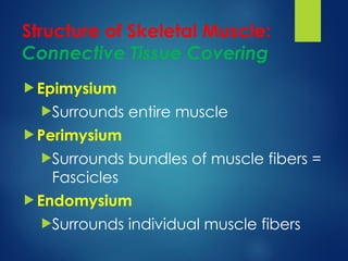 Skeletal muscles Part 1.ppt simple structure | PPT