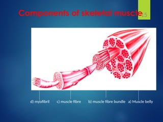Skeletal muscles Part 1.ppt simple structure | PPT