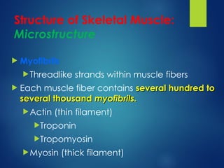 Skeletal muscles Part 1.ppt simple structure | PPT