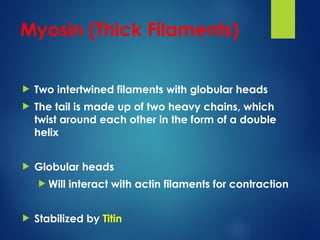 Skeletal muscles Part 1.ppt simple structure | PPT