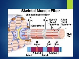Skeletal muscles Part 1.ppt simple structure | PPT