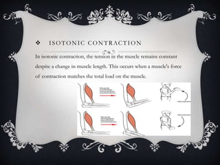 skeletal muscles physical and chemical changes during muscle ...