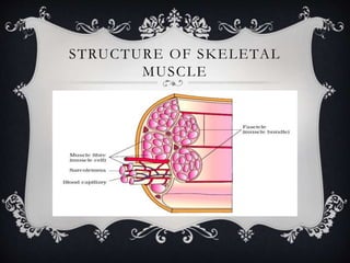 skeletal muscles physical and chemical changes during muscle ...