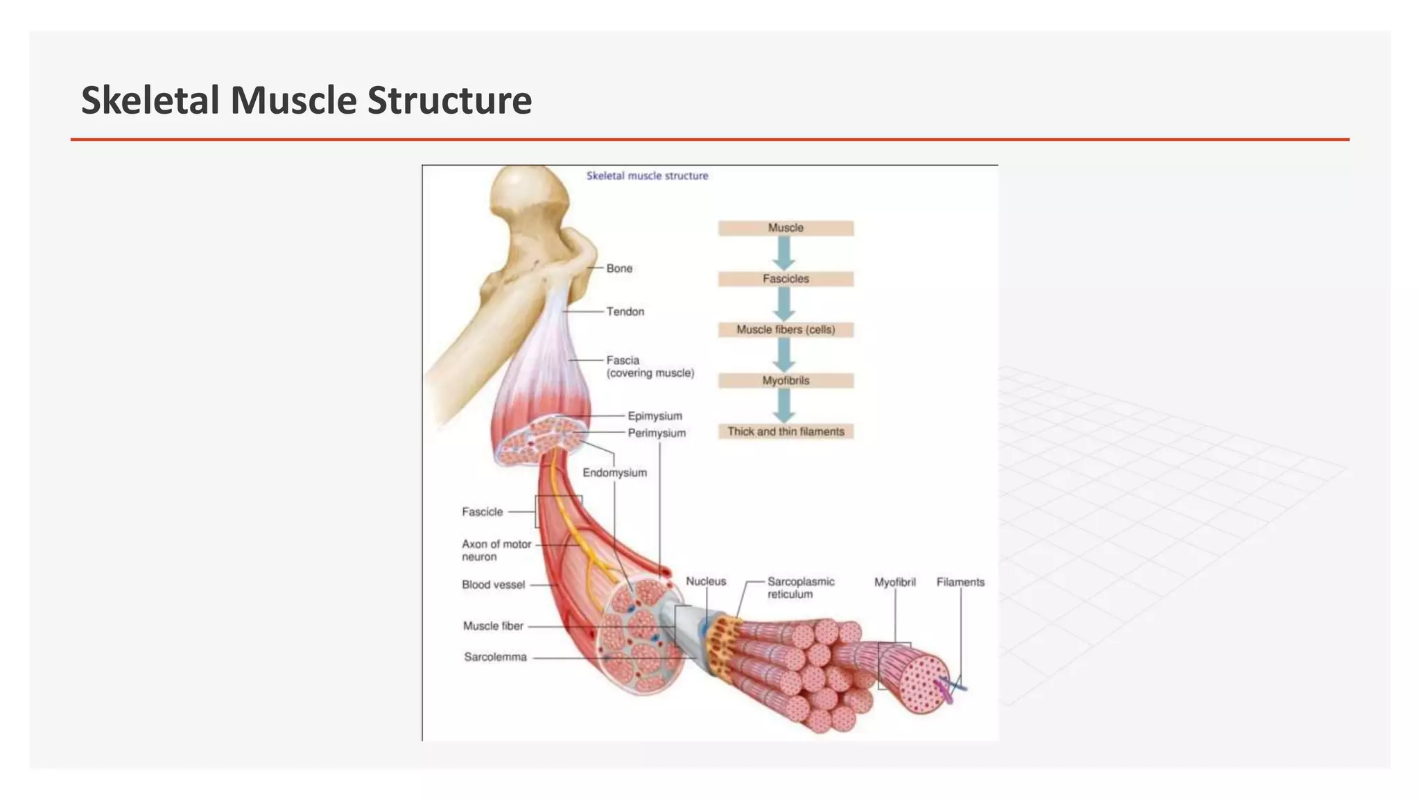 Skeletal Muscle Structure.pptx | Biological Sciences | Science