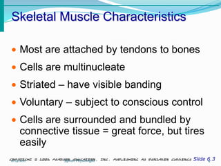 Skeletalmusclestructurefunction09 11-2011-111120005142-phpapp01 | PDF