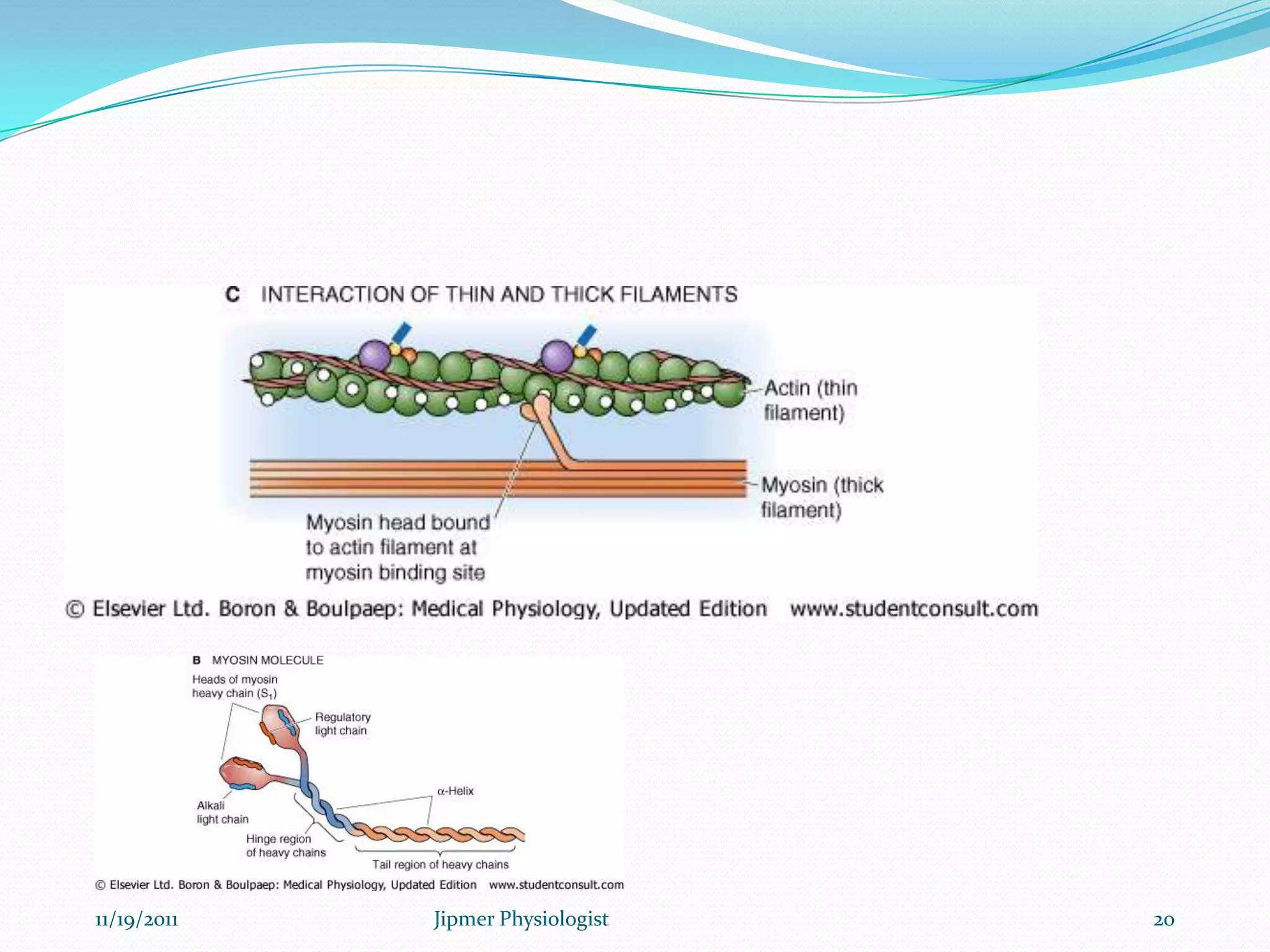 Skeletal muscle structure & function | PPTX