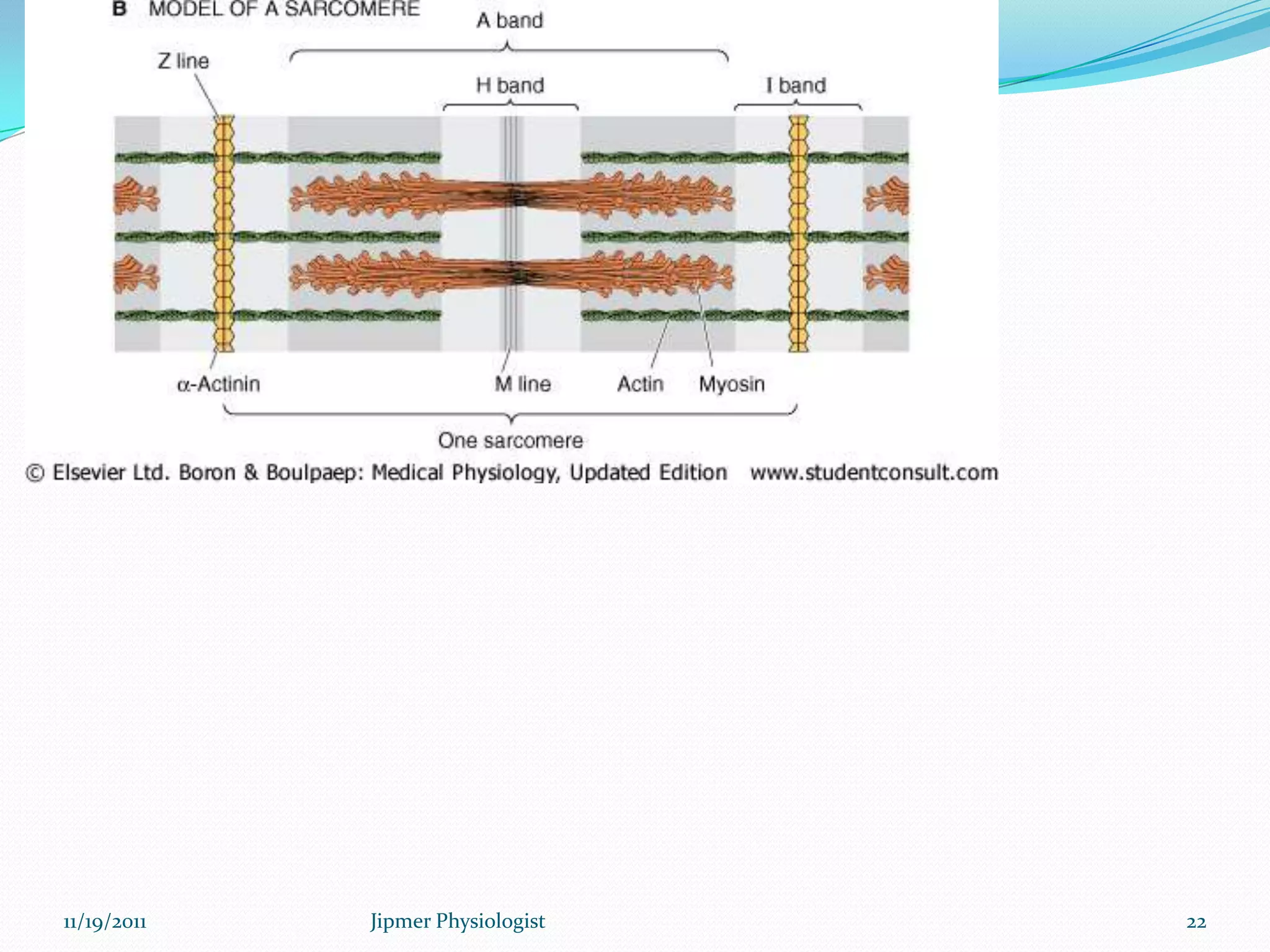 Skeletal muscle structure & function | PPTX