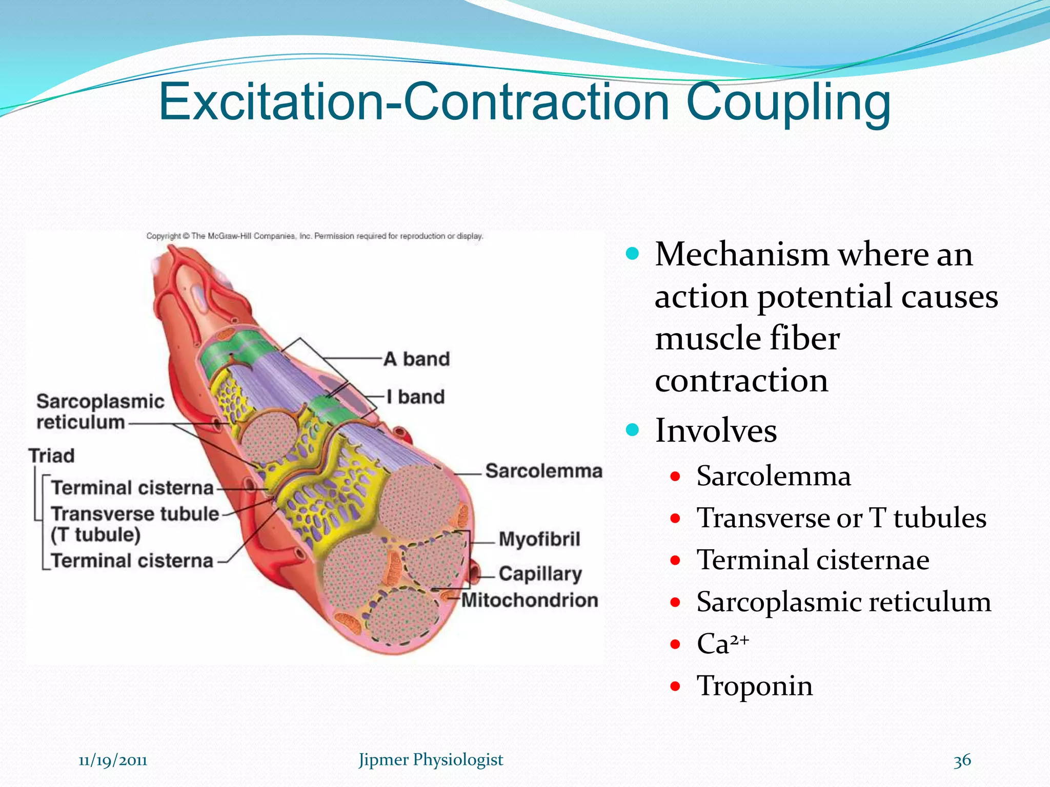 Skeletal muscle structure & function | PPTX