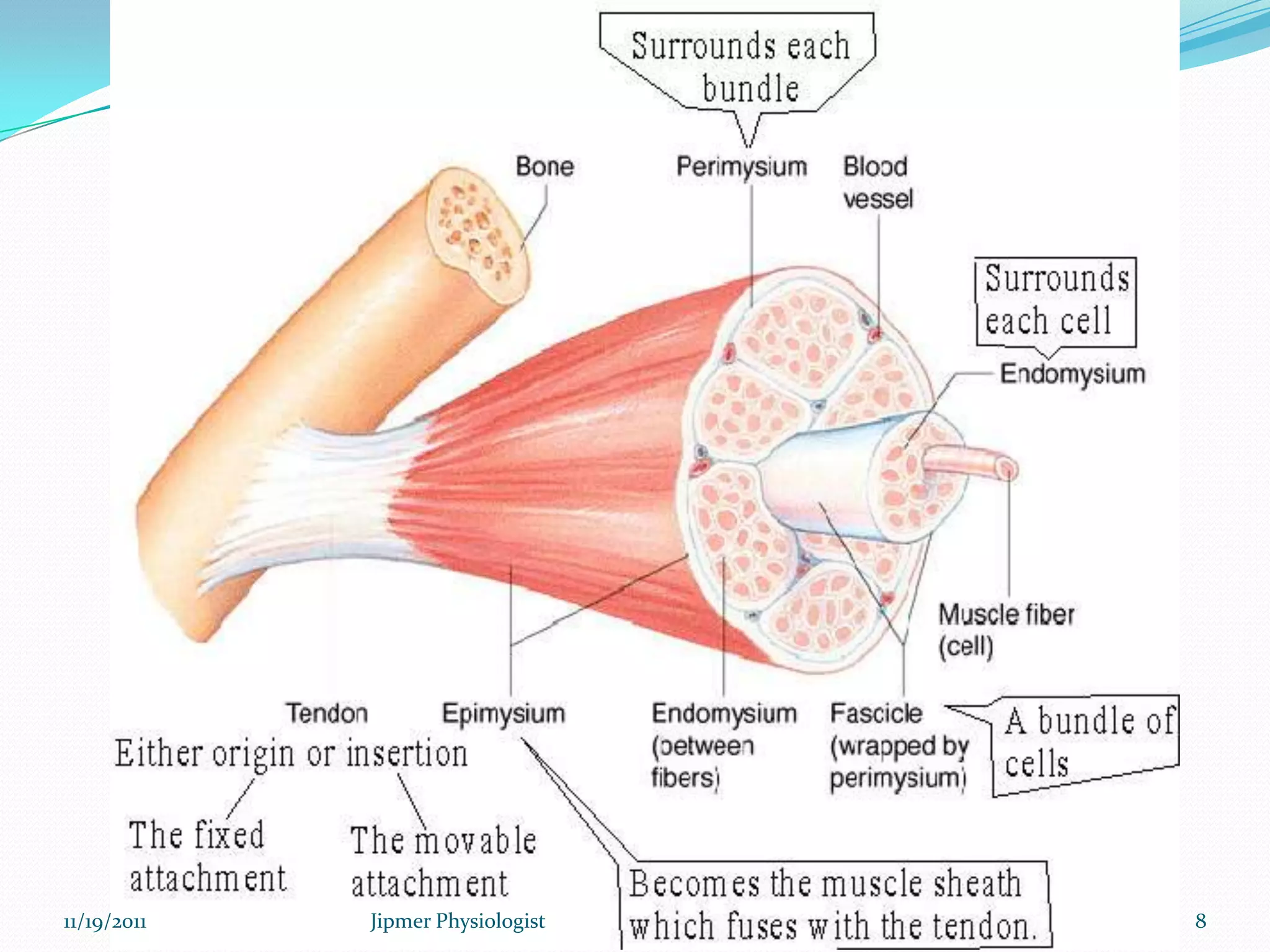 Skeletal muscle structure & function | PPTX