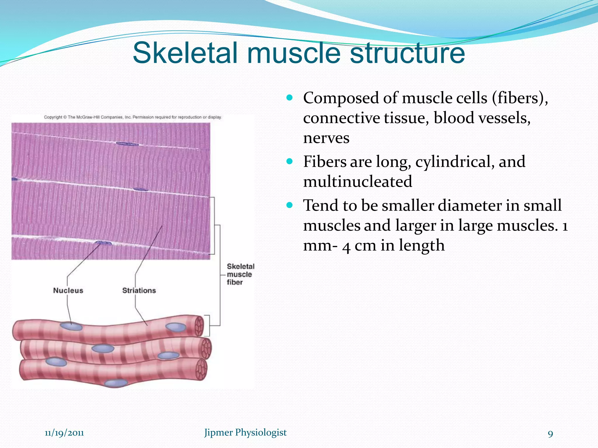 Skeletal muscle structure & function | PPTX