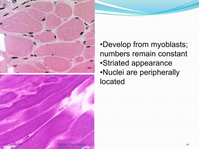 Skeletal muscle structure & function | PPTX