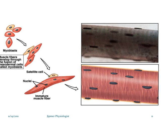 Skeletal muscle structure & function | PPTX