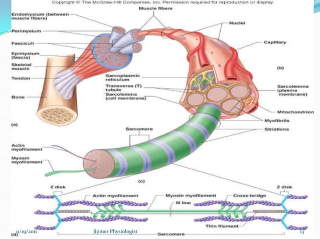 Skeletal muscle structure & function | PPTX