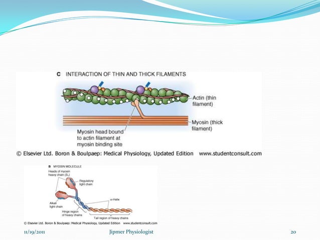 Skeletal muscle structure & function | PPTX