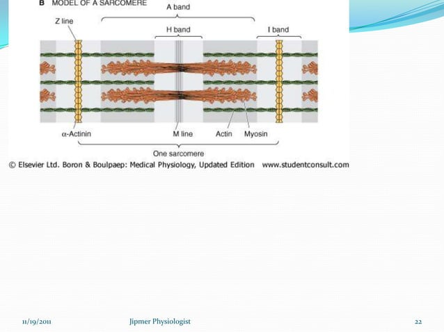 Skeletal muscle structure & function | PPTX