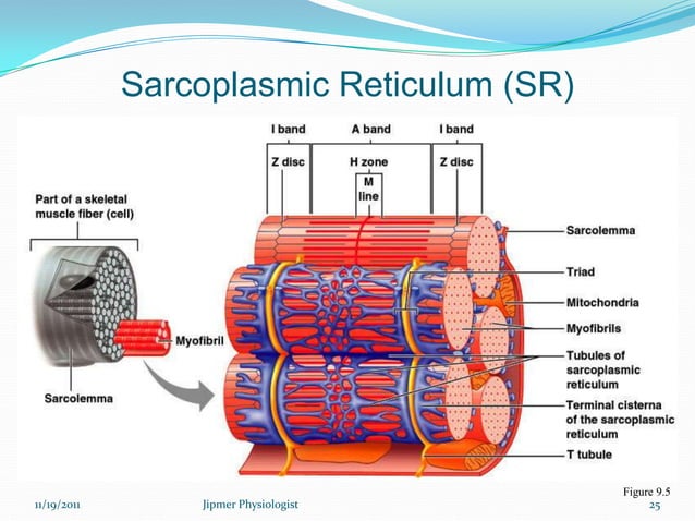 Skeletal muscle structure & function | PPTX