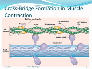 Skeletal muscle structure & function | PPTX