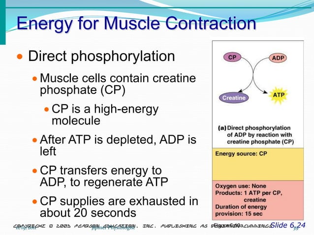Skeletal muscle structure & function | PPTX