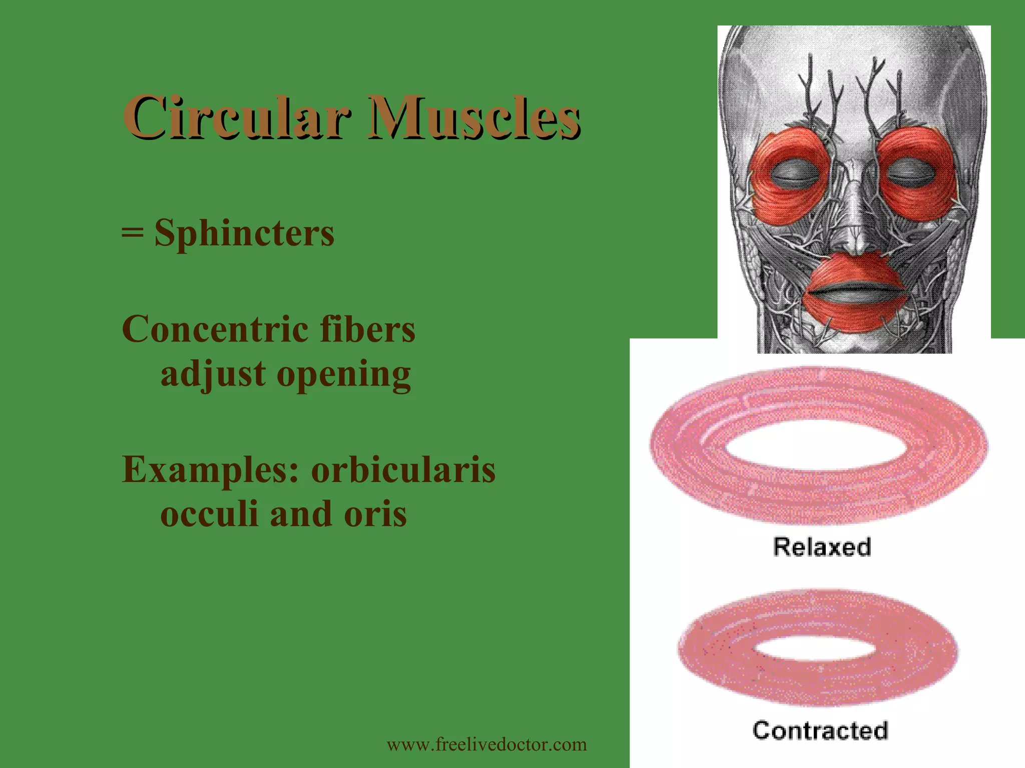 skeletalmuscletissueandorganization-100312045857-phpapp01.pdf