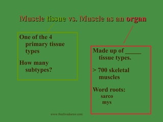 skeletalmuscletissueandorganization-100312045857-phpapp01.pdf