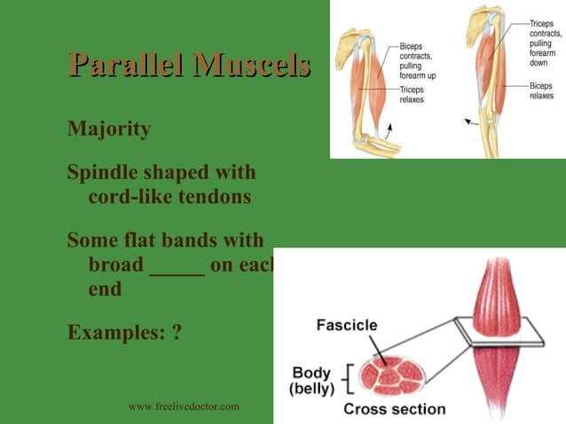 skeletalmuscletissueandorganization-100312045857-phpapp01.pdf
