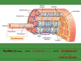 skeletalmuscletissueandorganization-100312045857-phpapp01.pdf
