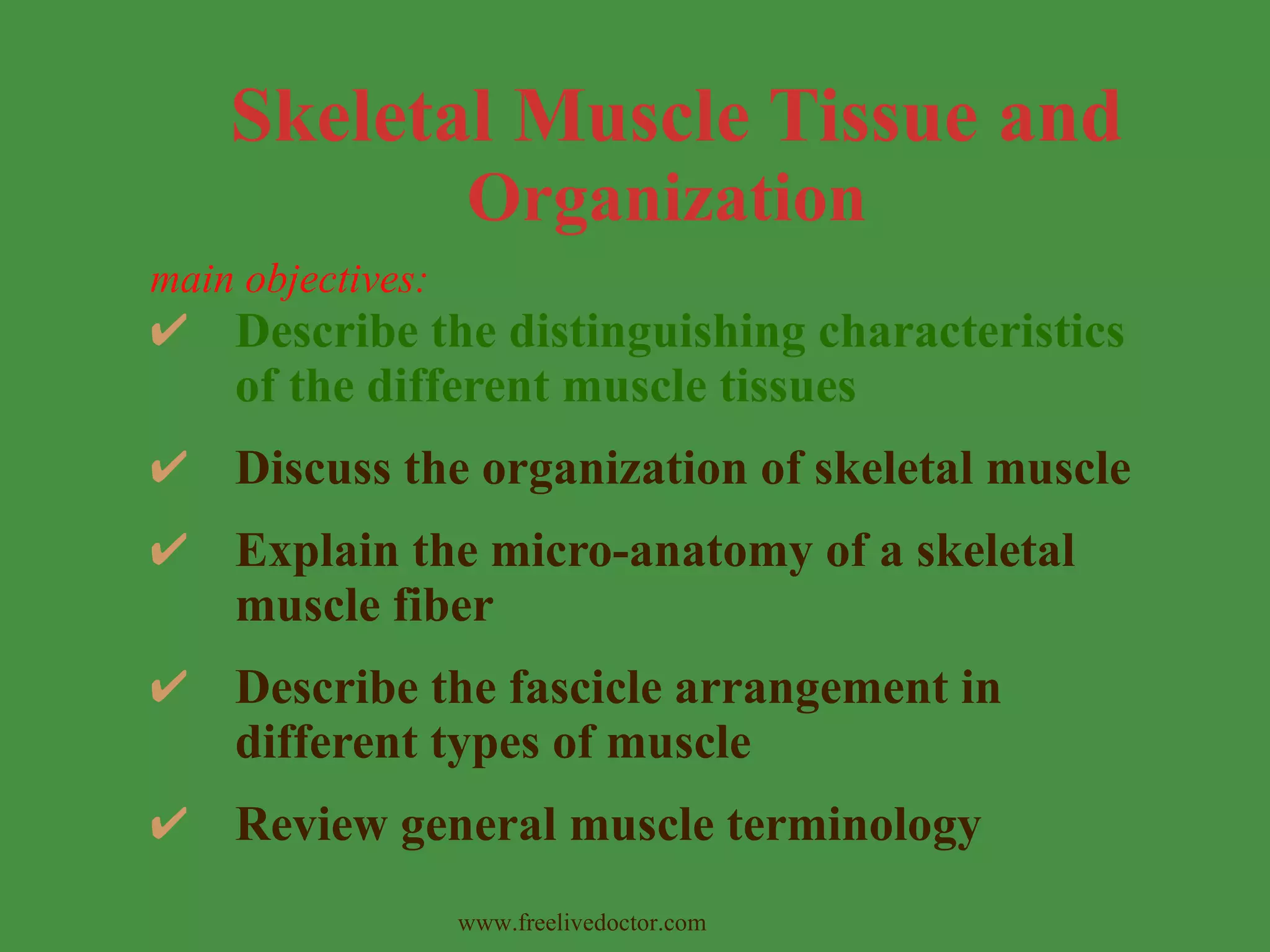 Skeletal Muscle Tissue And Organization | PPT