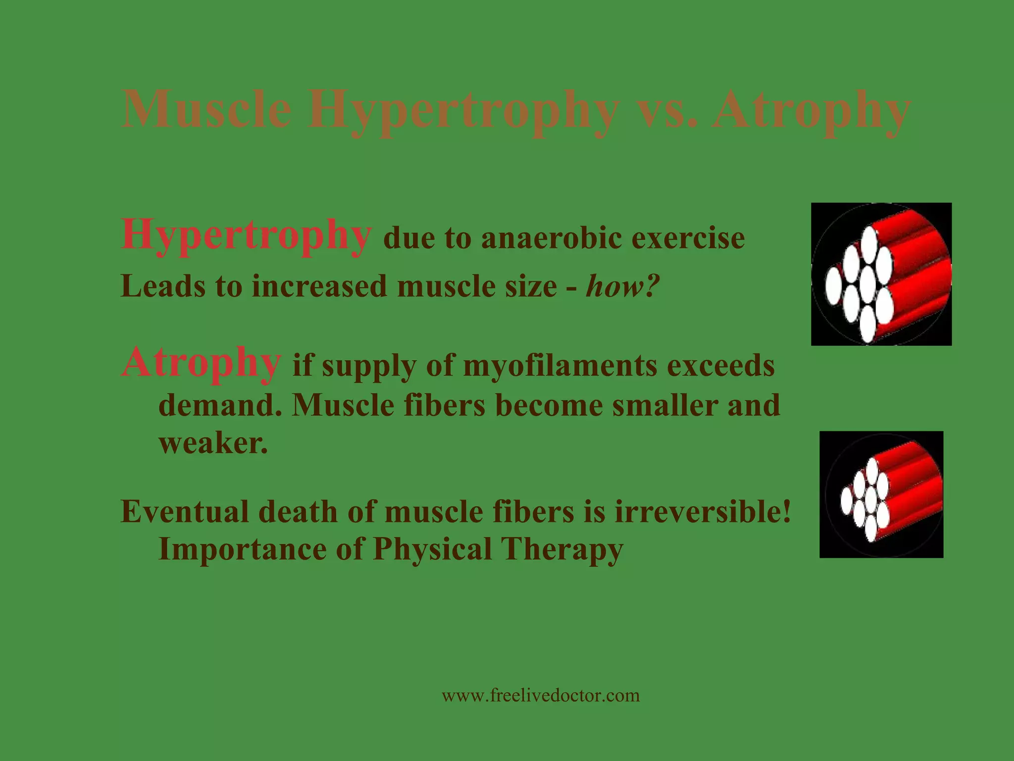 Skeletal Muscle Tissue And Organization | PPT