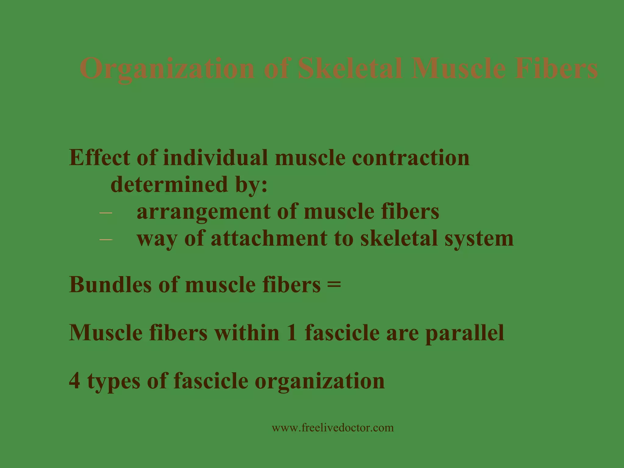 Skeletal Muscle Tissue And Organization | PPT