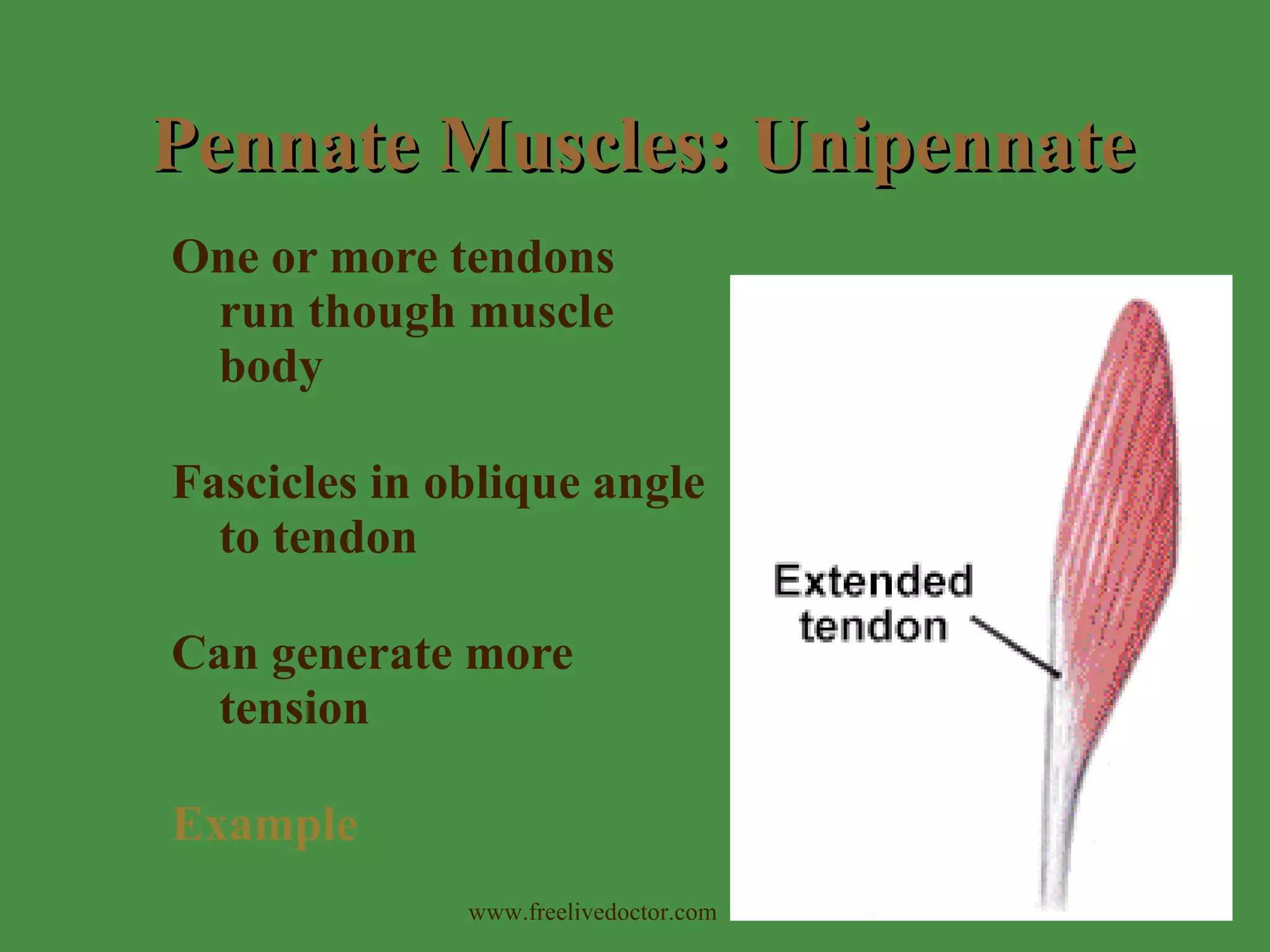 Skeletal Muscle Tissue And Organization | PPT