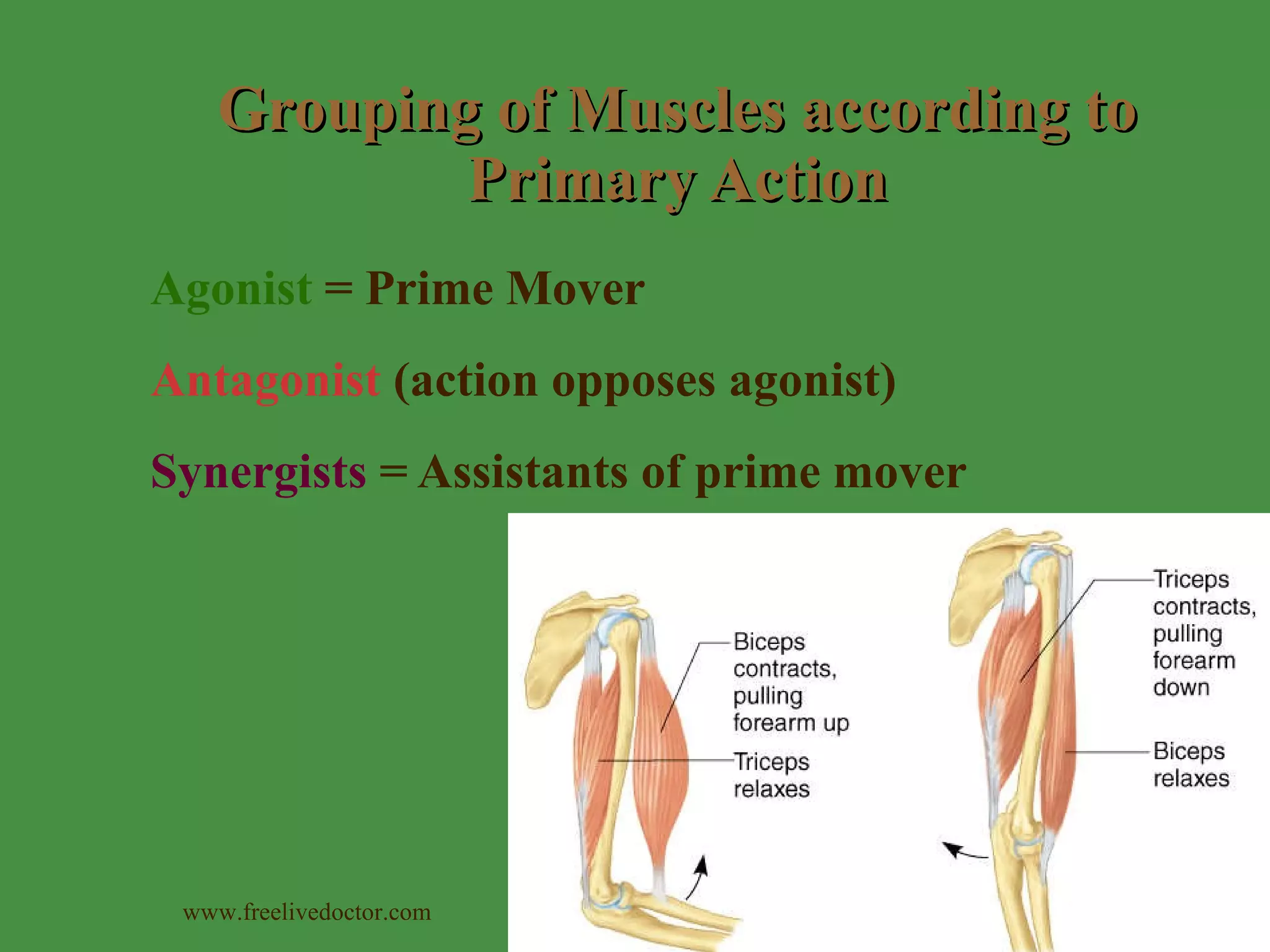 Skeletal Muscle Tissue And Organization | PPT