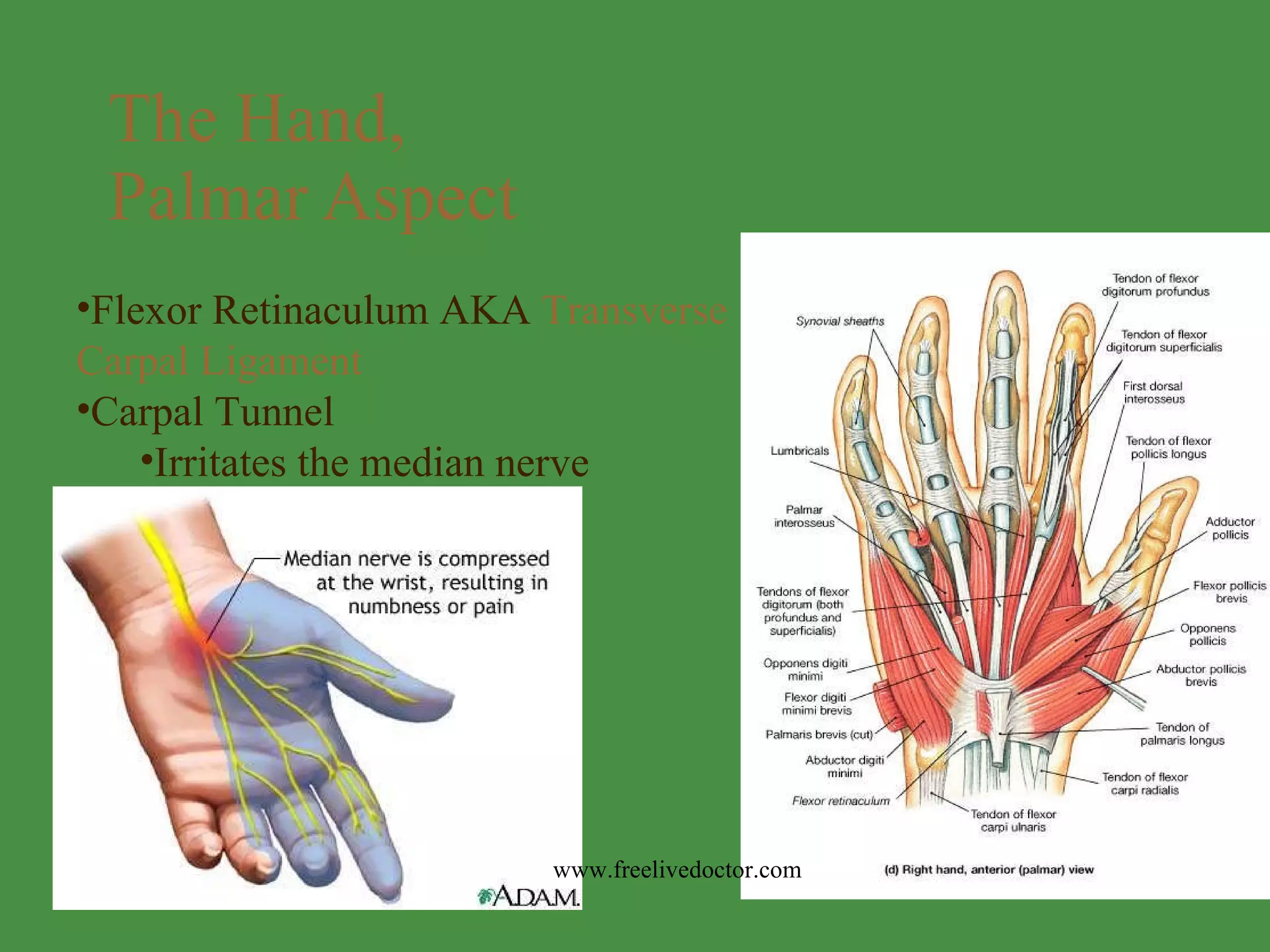 Skeletal Muscle Tissue And Organization | PPT