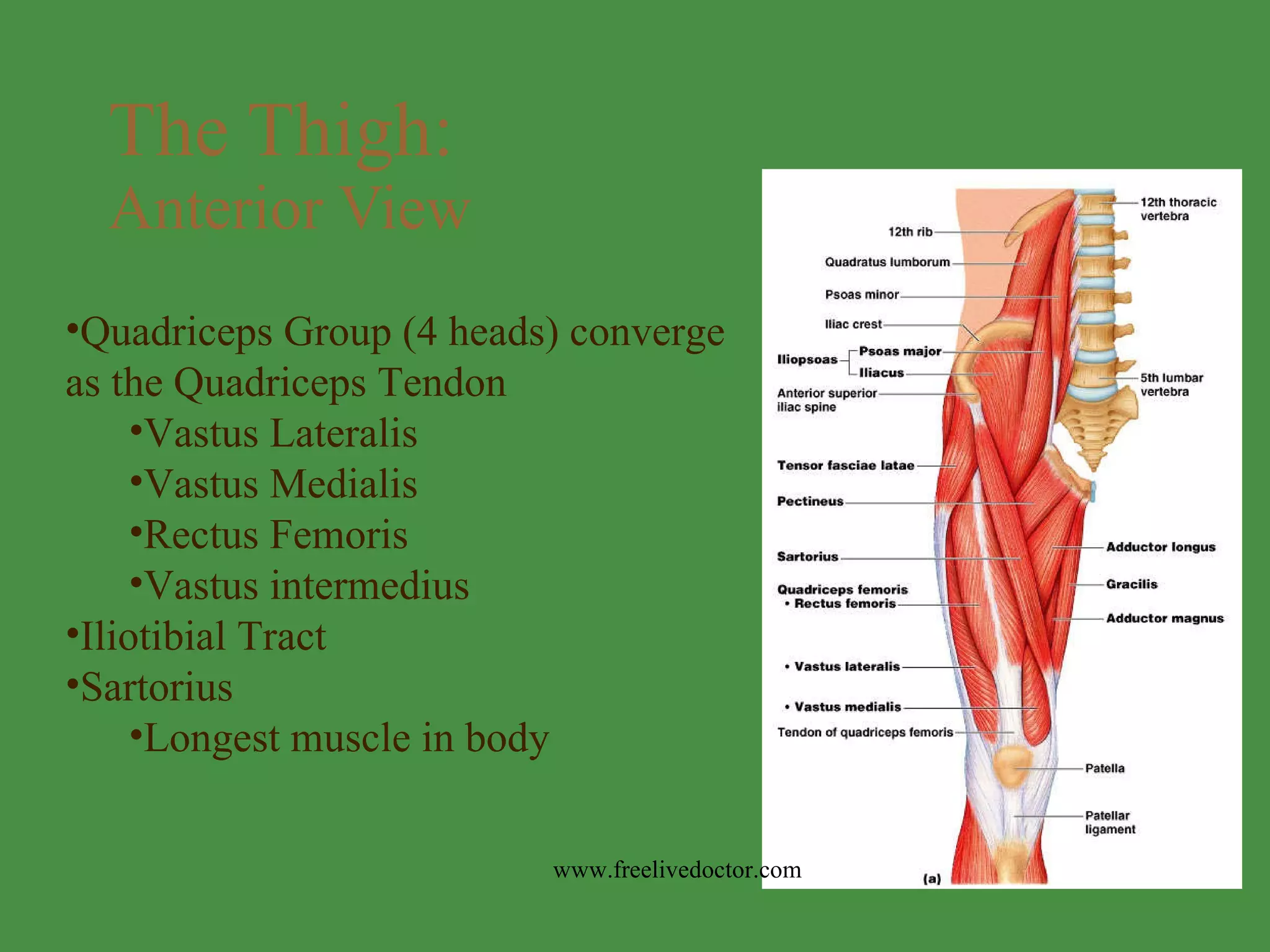 Skeletal Muscle Tissue And Organization | PPT